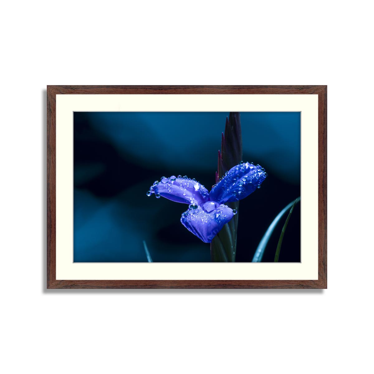 Blue Flower with Tulips – Framer