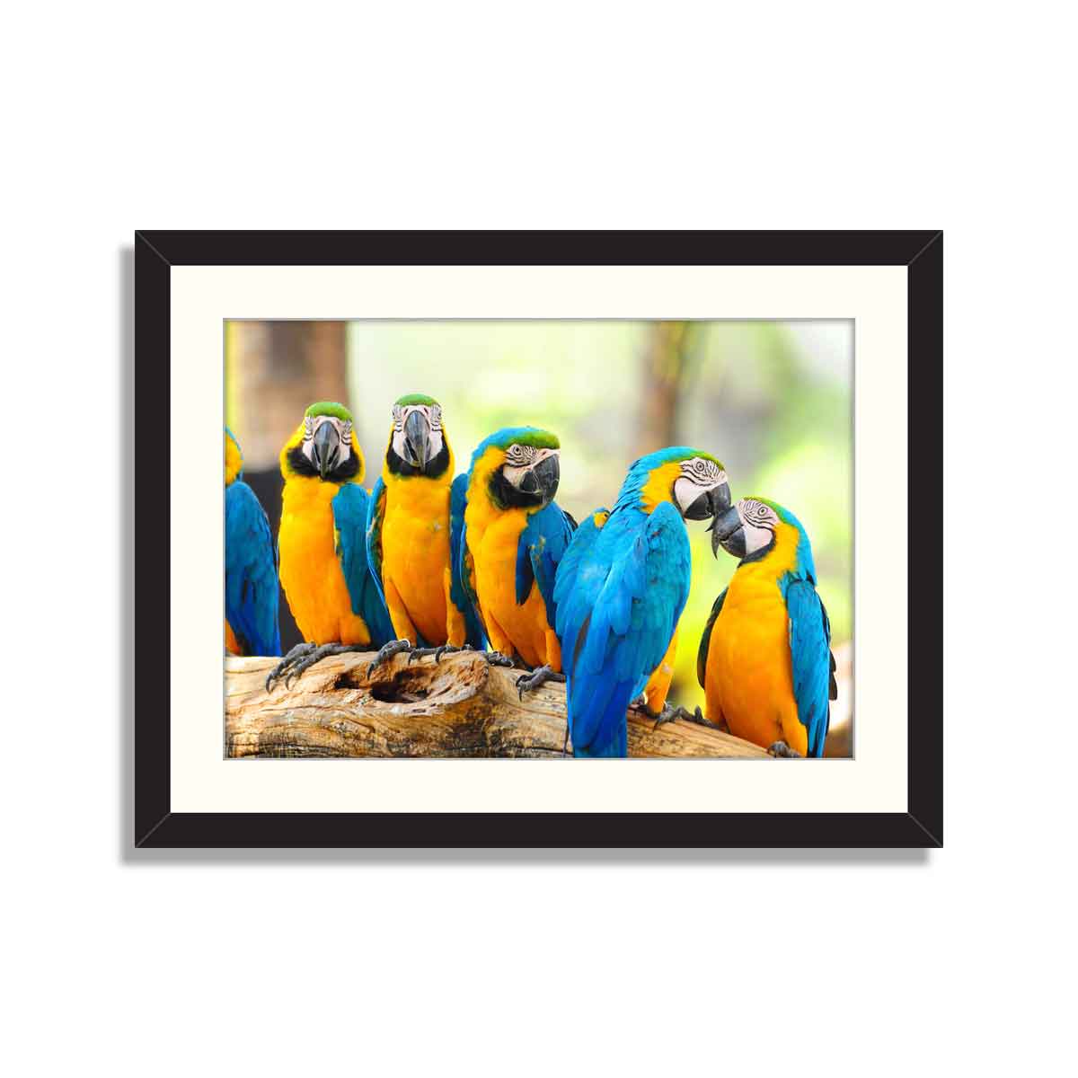 Macaw Parrot – Framer