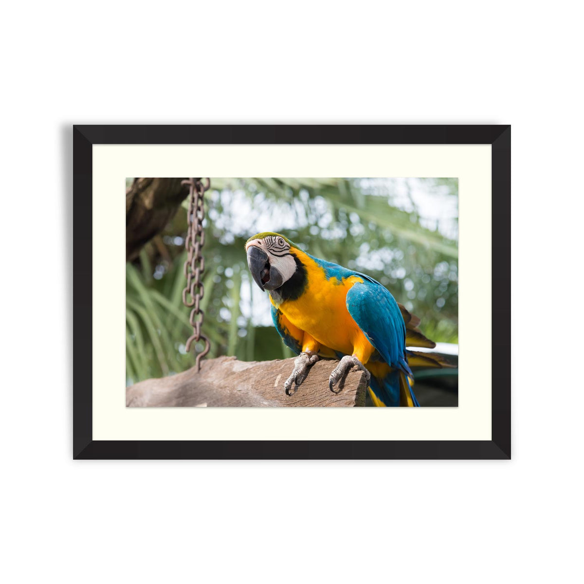 Parrot – Framer