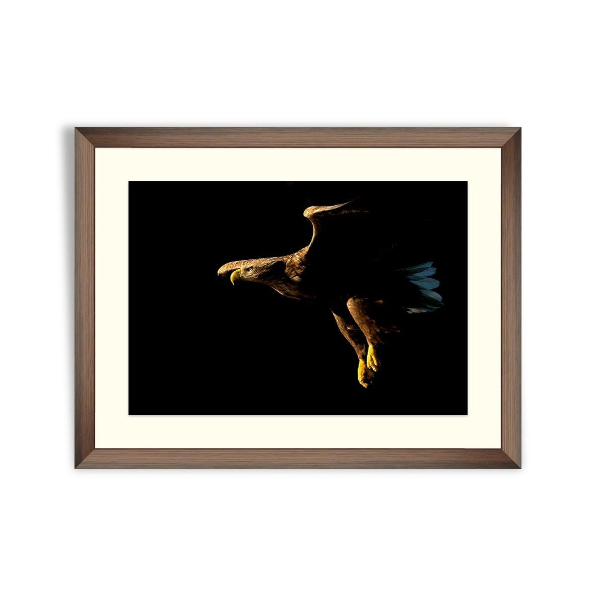 White tailed Eagle – Framer