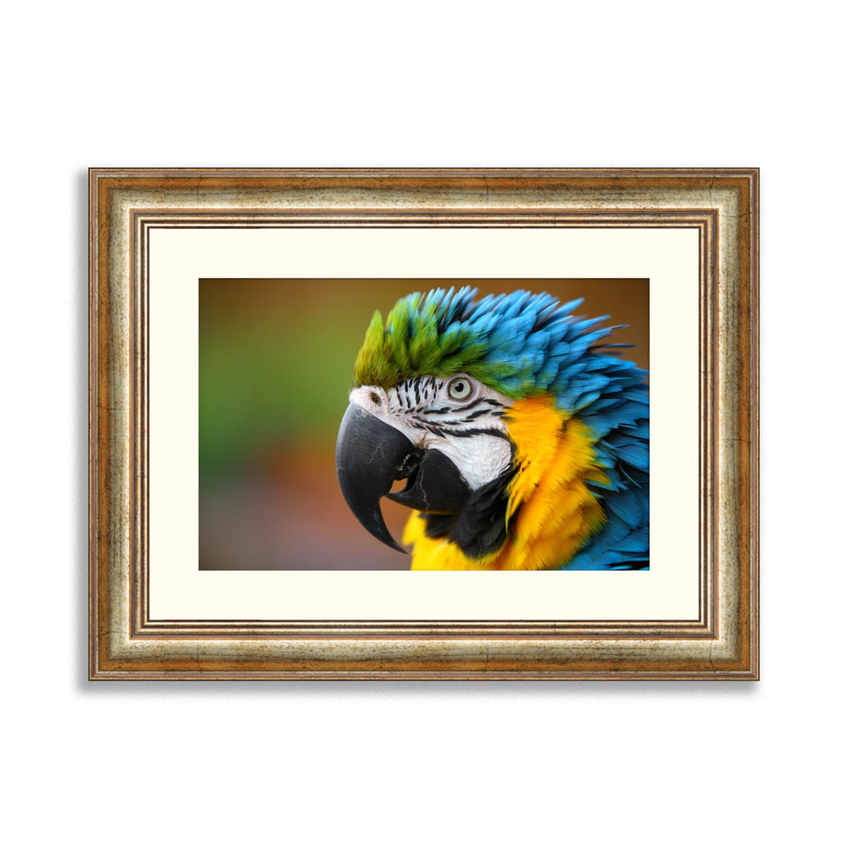 Portrait of parrot – Framer