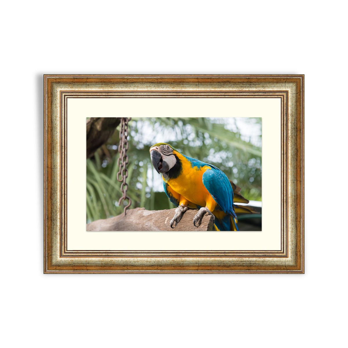 Parrot – Framer