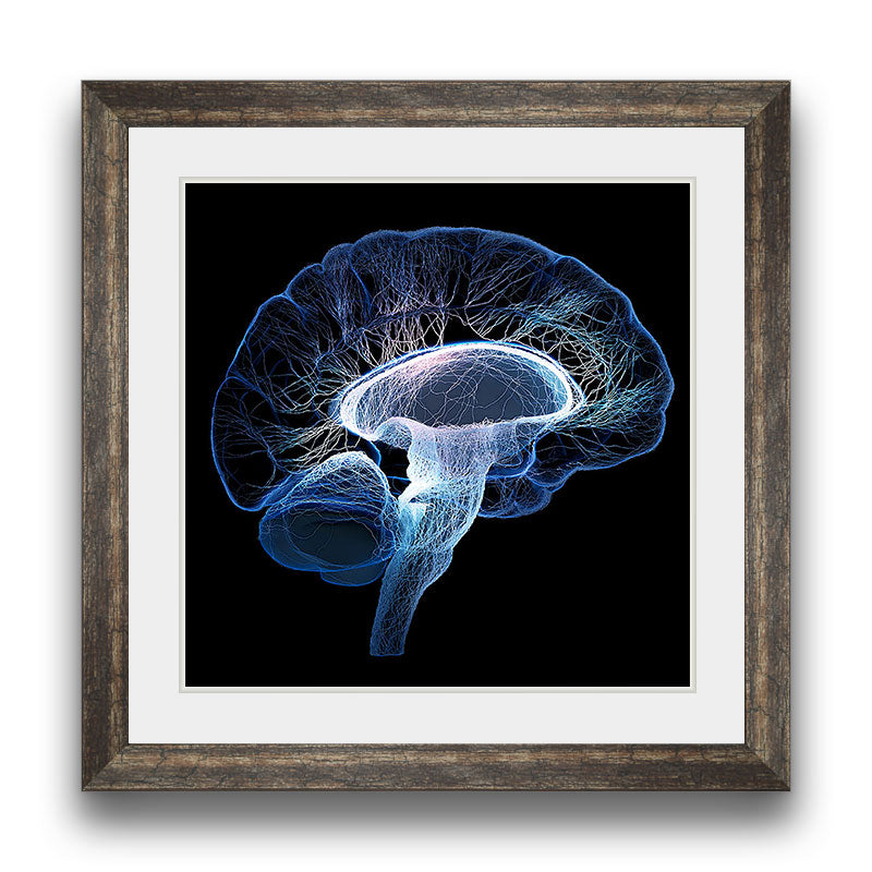 Human Brain complexity – Framer