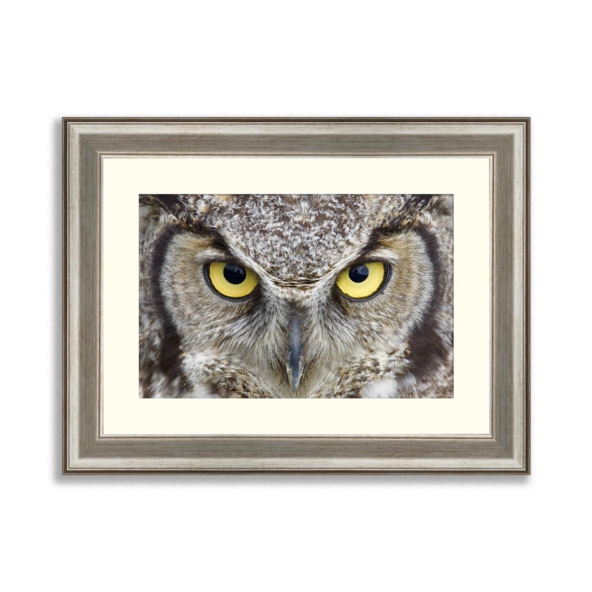 Great Horned Owl close up portrait of eyes and face – Framer