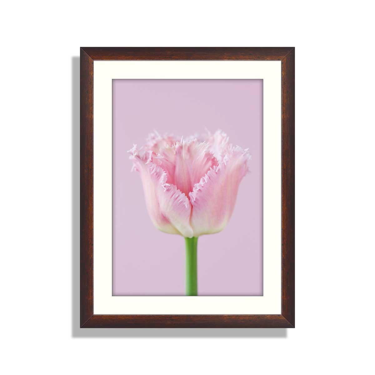 Frozen in Pink – Framer