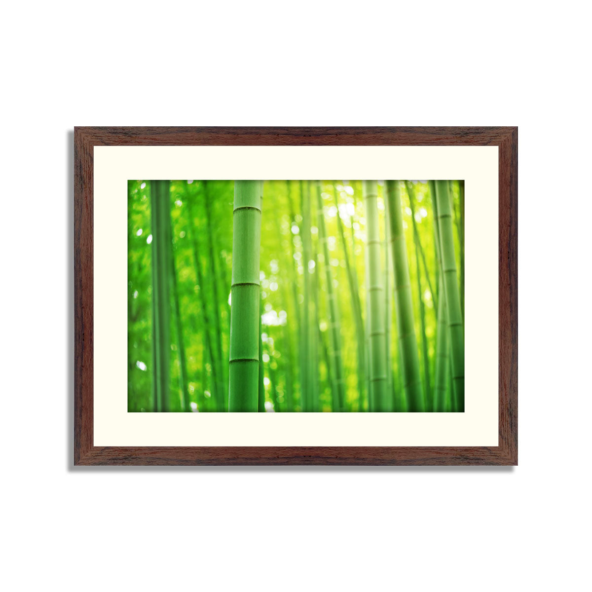 Bamboo forest in Japan – Framer