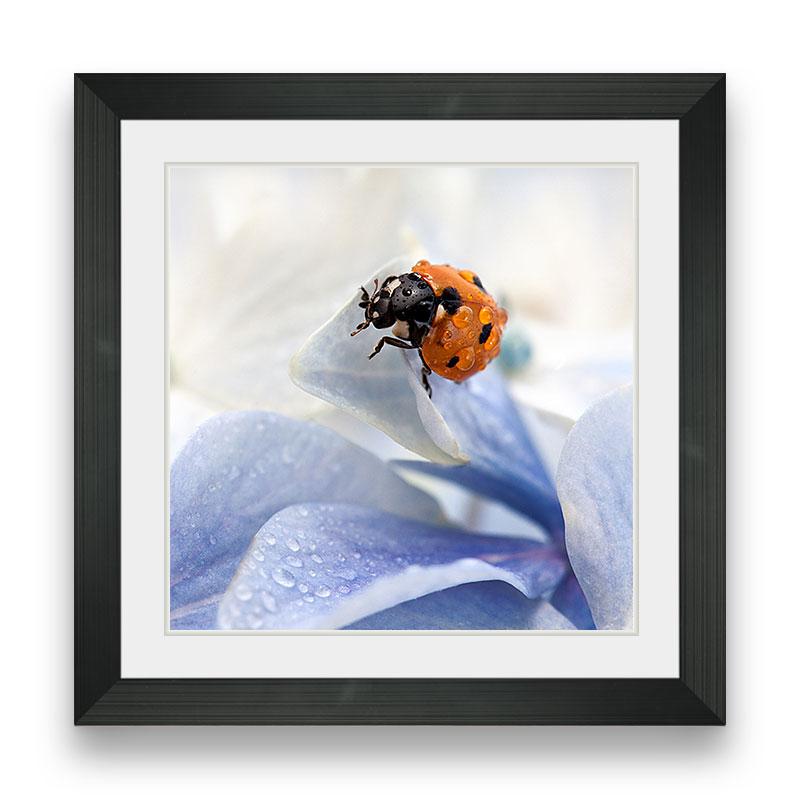 ladybug-photograph – Framer
